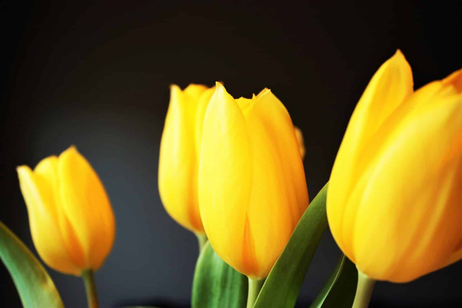 13 Flowers That Symbolize Hope (List & Pictures)