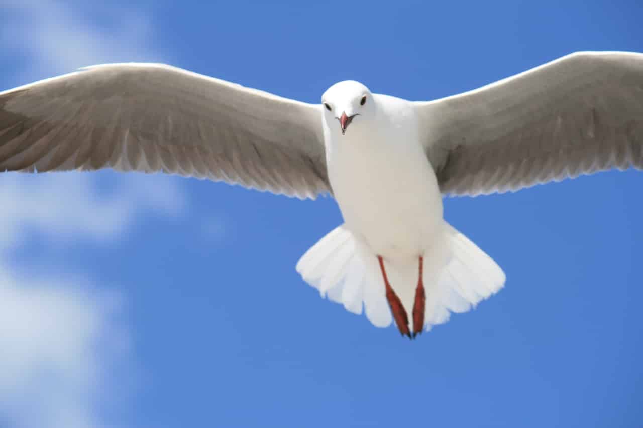 White Bird Symbolism and Spiritual Meanings