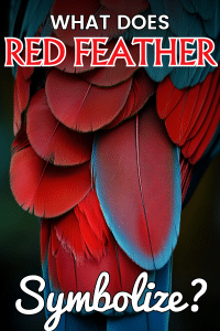 Red Feather Meaning and Symbolism (Happiness and Hope)