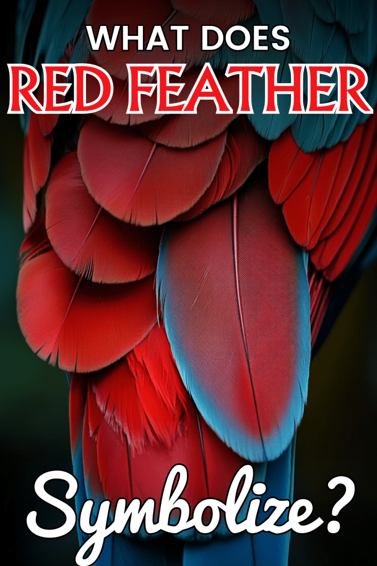 Red Feather Meaning and Symbolism (Happiness and Hope)