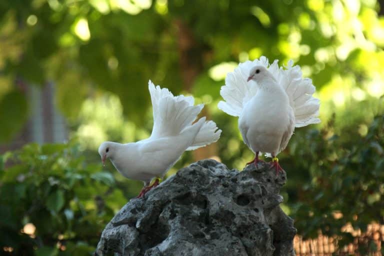 11 Animals that Symbolize Freedom (A to Z List)