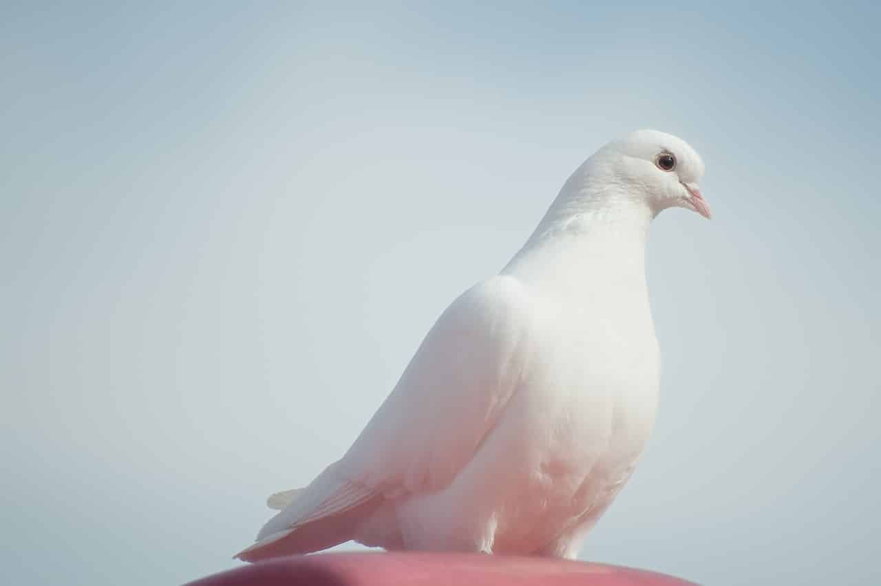 White Bird Symbolism and Spiritual Meanings