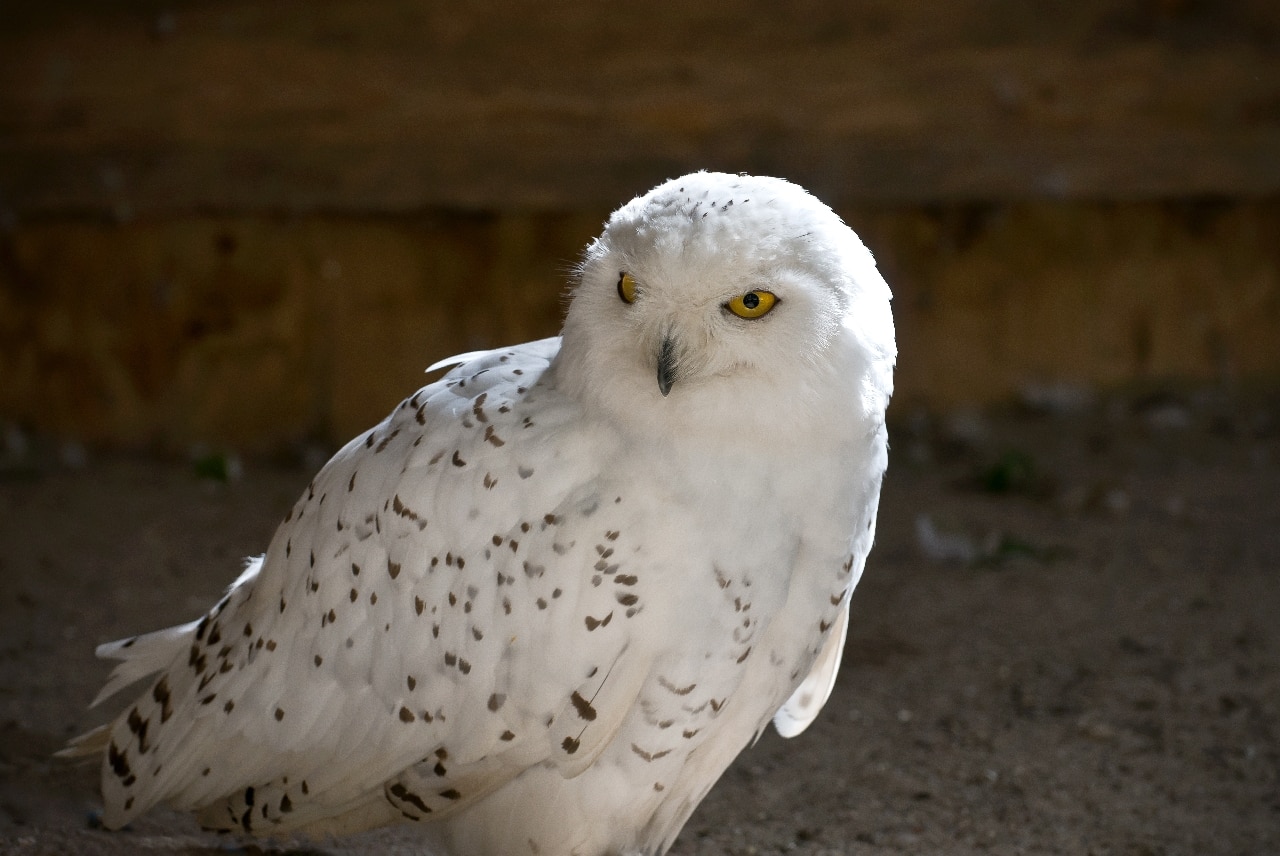 Snowy White Owl Symbolism and Meanings