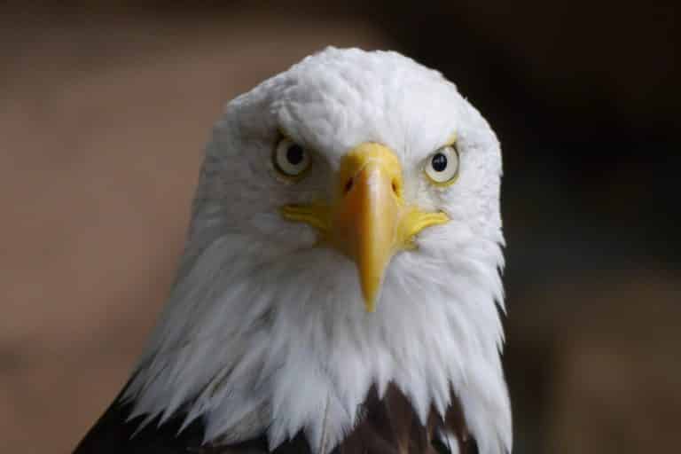 What does the Bald Eagle Represent in the USA?