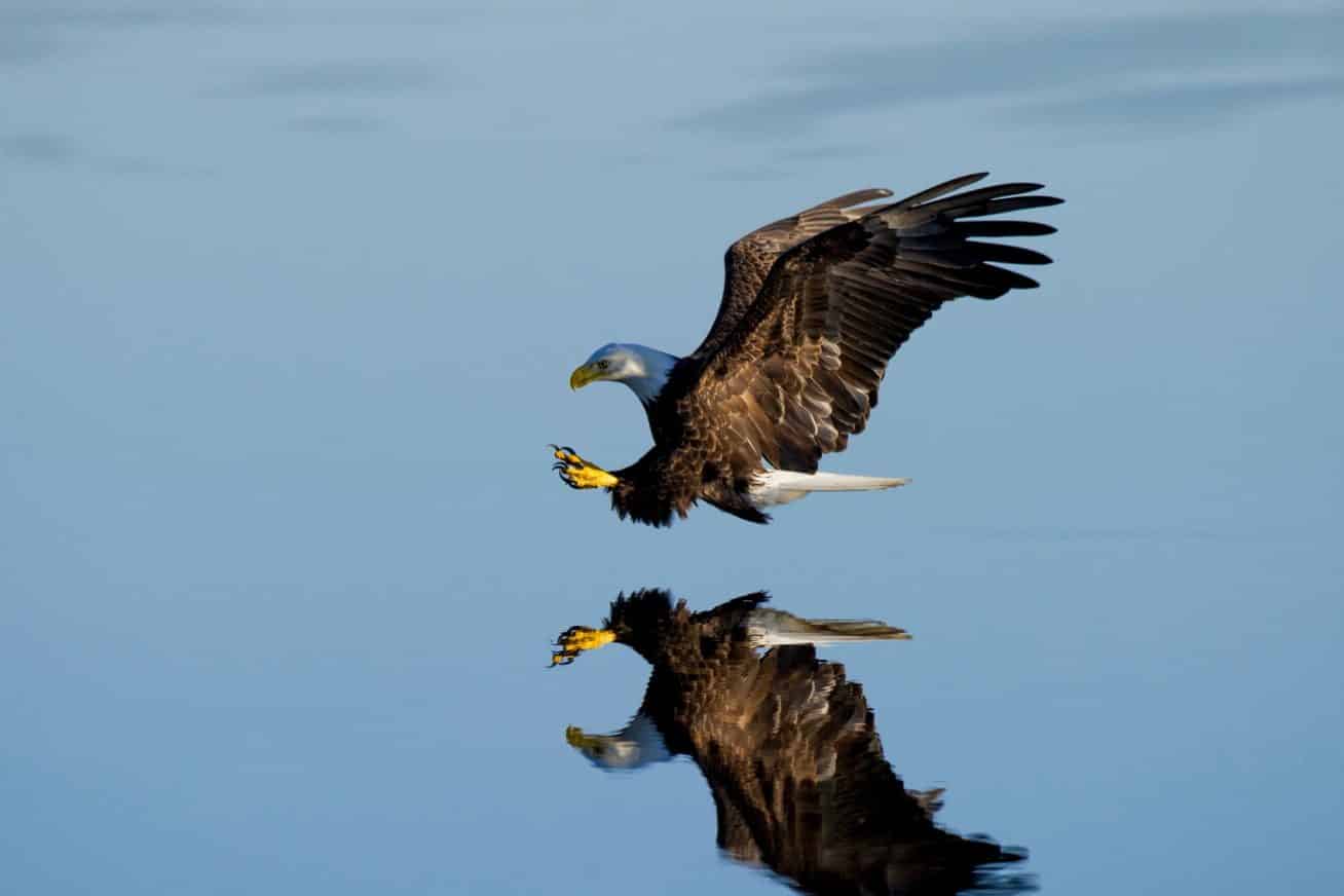 What does the Bald Eagle Represent in the USA?