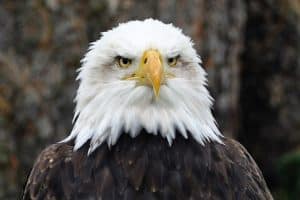 What does the Bald Eagle Represent in the USA?