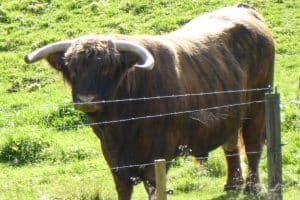 Bull Symbolism (6 Meanings) - Dreams & Spirit Totems