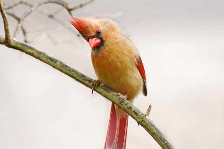 What do Cardinal Birds Symbolize? (7 Surprising Meanings)