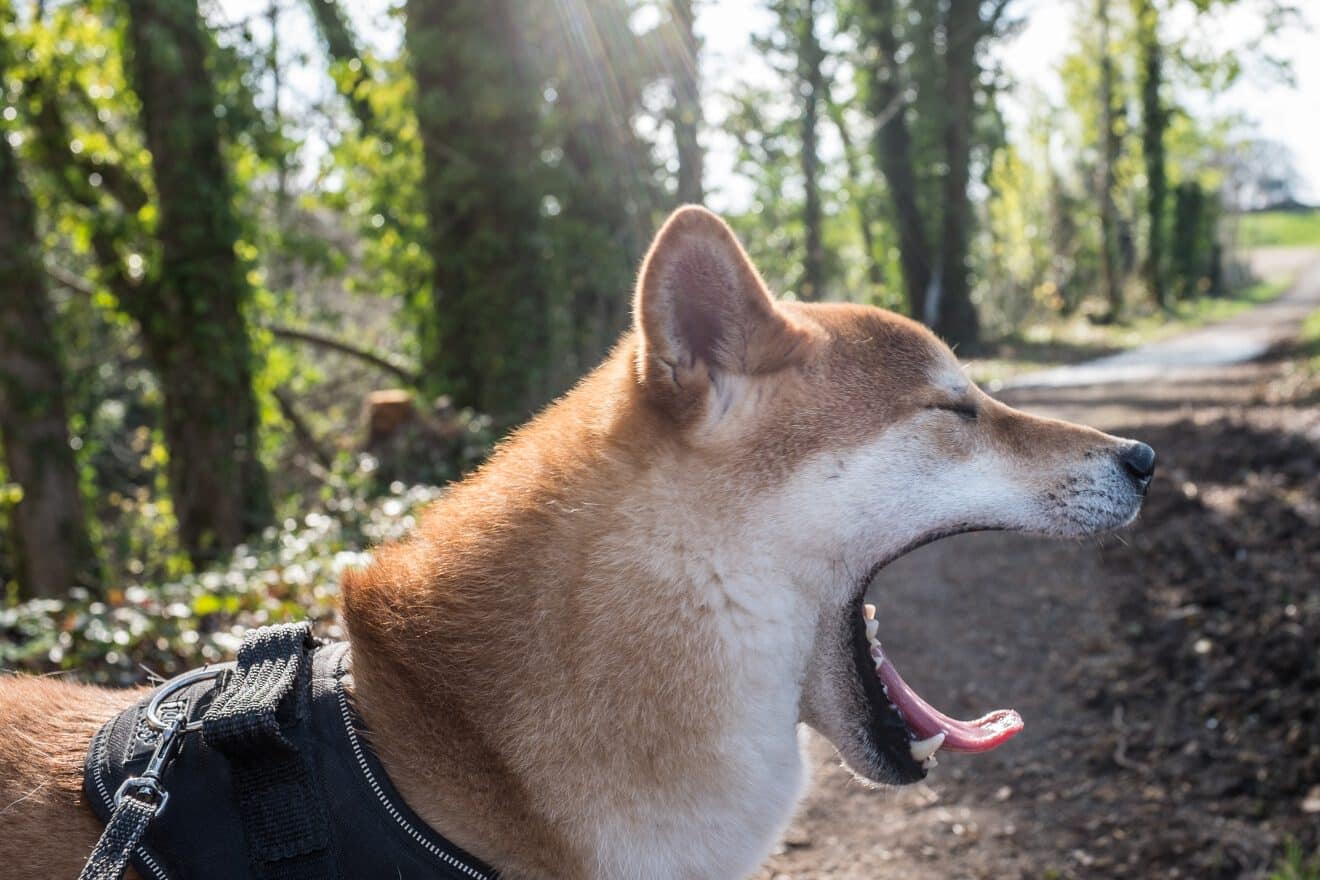 24 Dog Metaphors, Similes and Idioms that Pop! (2023)