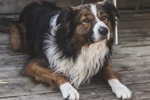 24 Dog Metaphors, Similes and Idioms that Pop! (2022)