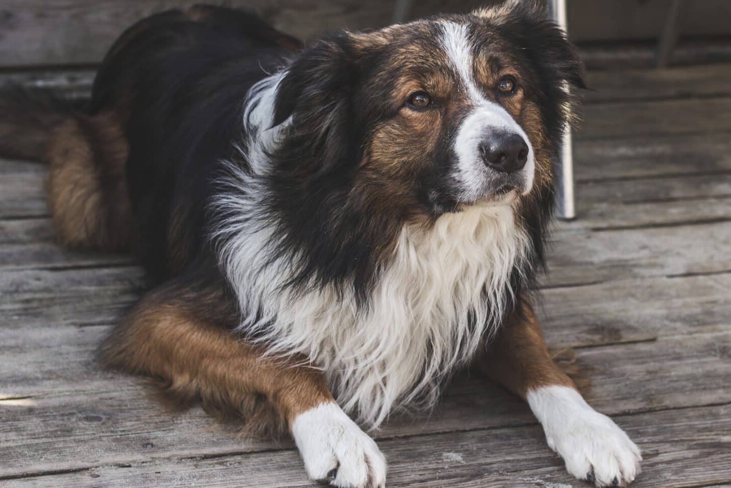 24 Dog Metaphors, Similes and Idioms that Pop! (2023)