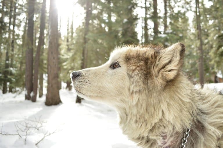 24 Dog Metaphors, Similes and Idioms that Pop! (2023)