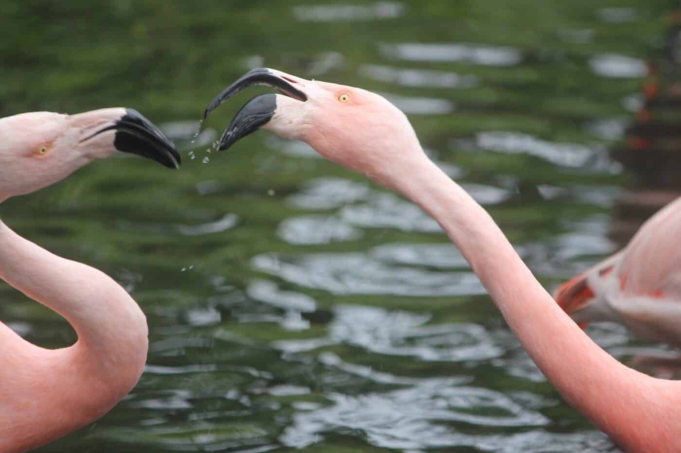 Symbolism of Flamingos (13 Surprising Meanings) - 2023
