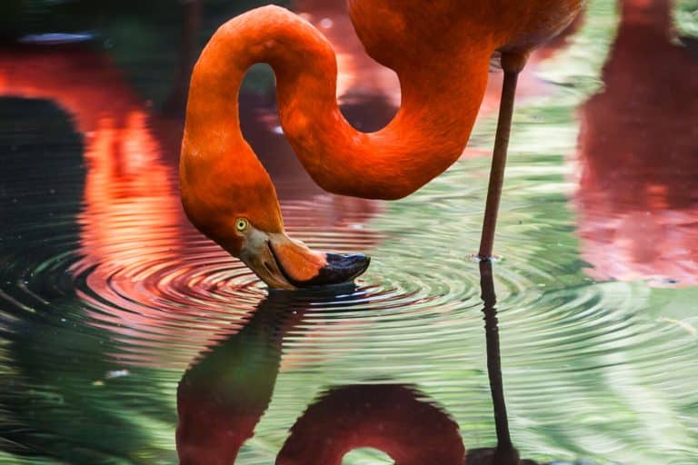 Symbolism of Flamingos (13 Surprising Meanings) - 2023
