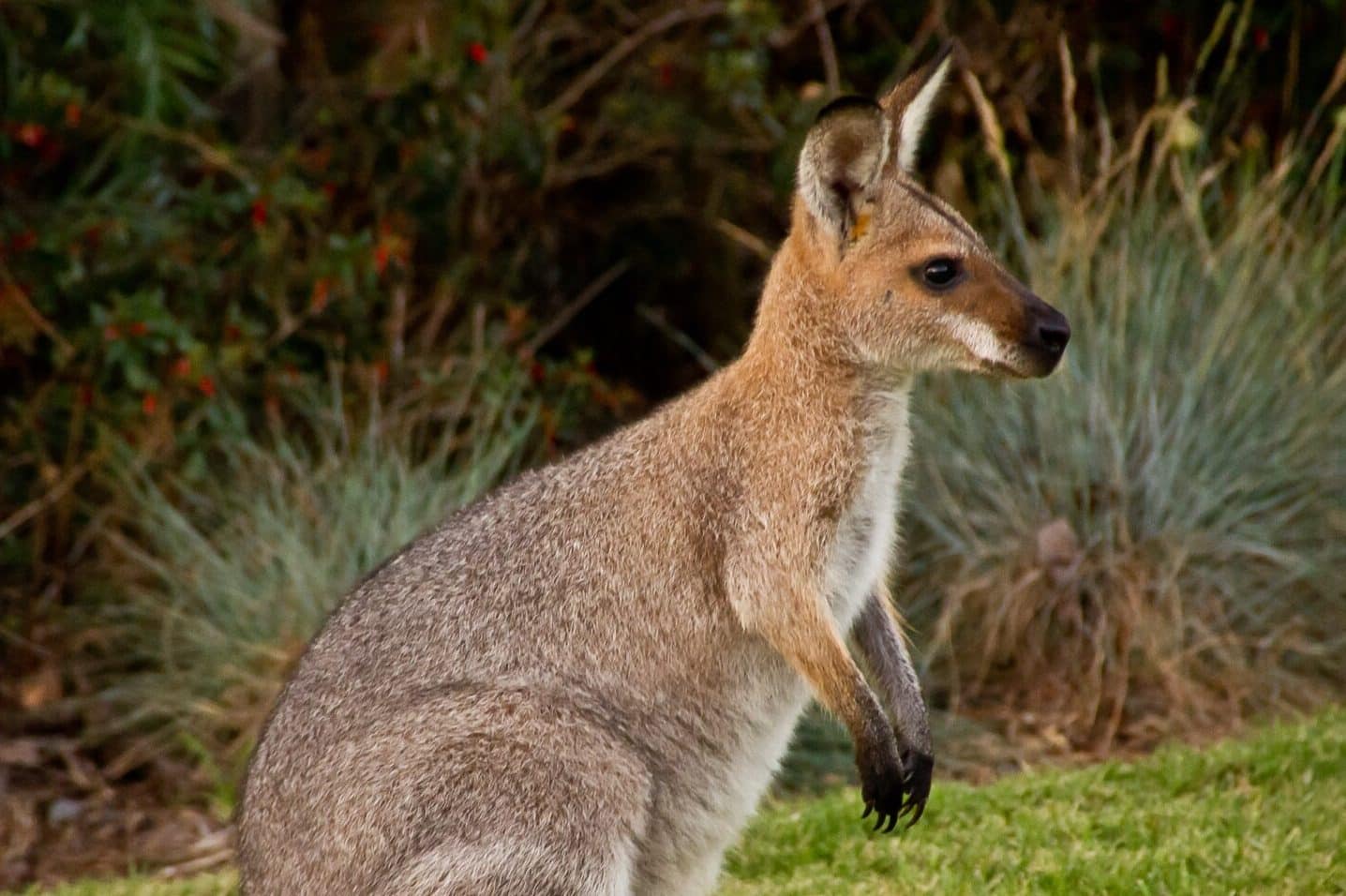 Kangaroo Symbolism (7 Meanings) - Dreams & Spirit Animals