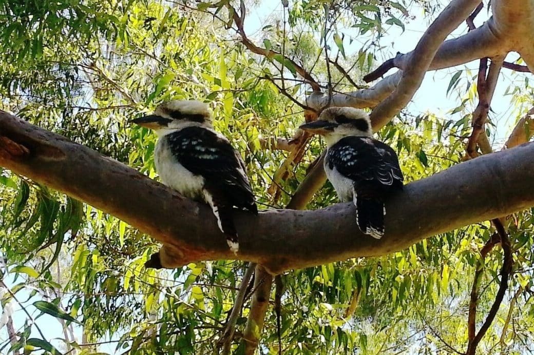 What Eats Snakes? (10 Top Predators)