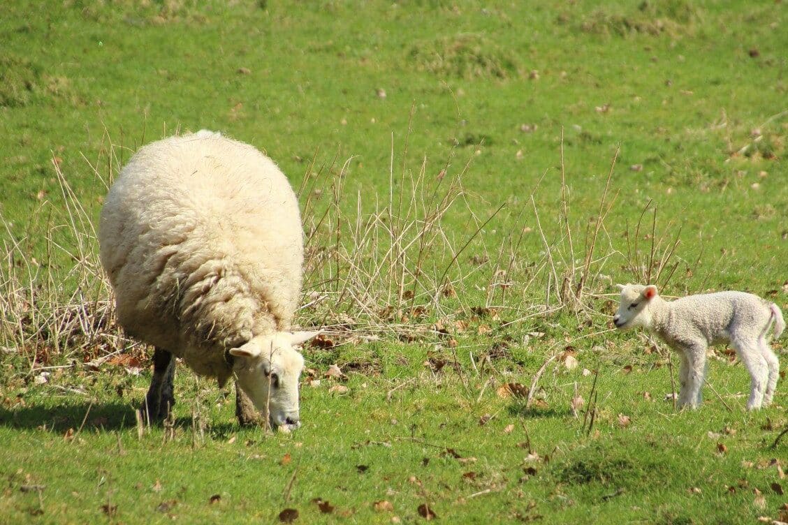 The Symbolism of Lambs (2023) - in Literature & Christianity