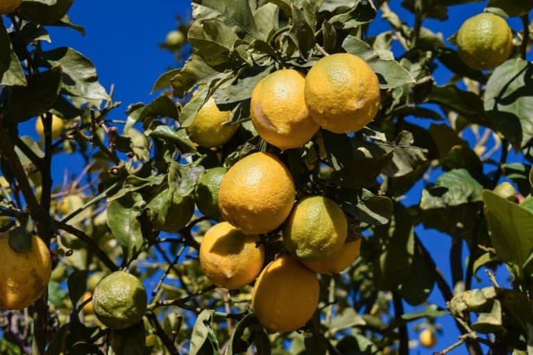 Lemon Tree Meaning & Symbolism (Abundance & Healing)