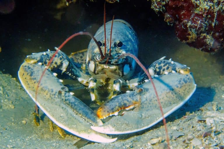 The Symbolism of Lobsters (8 Top Meanings)