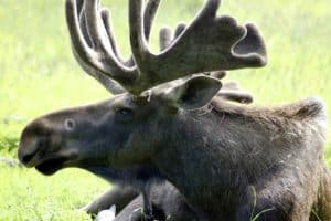 Symbolism of Moose (11 Surprising Meanings)