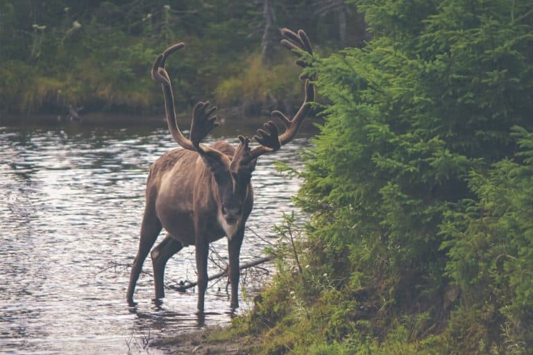 Symbolism of Moose (11 Surprising Meanings)
