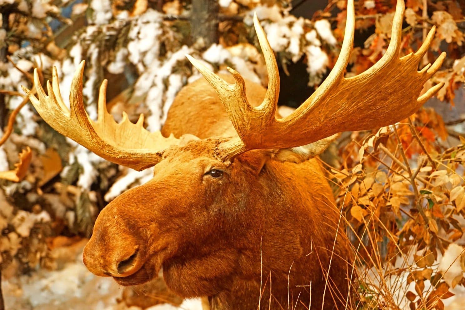 Symbolism of Moose (11 Surprising Meanings)