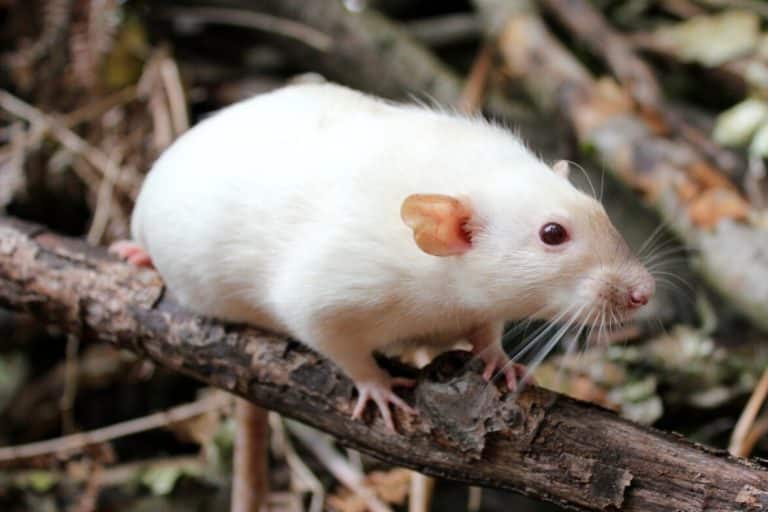 Dead Mouse Symbolism (8 Meanings) - In your Home & Dreams