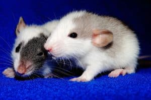 Mouse Symbolism (15 Meanings) - Dreams & Spirit Animals