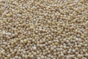 Mustard Seed Symbolism and Spiritual Meaning