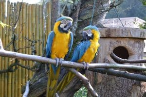 Symbolism of Parrots (7 Surprising Meanings)