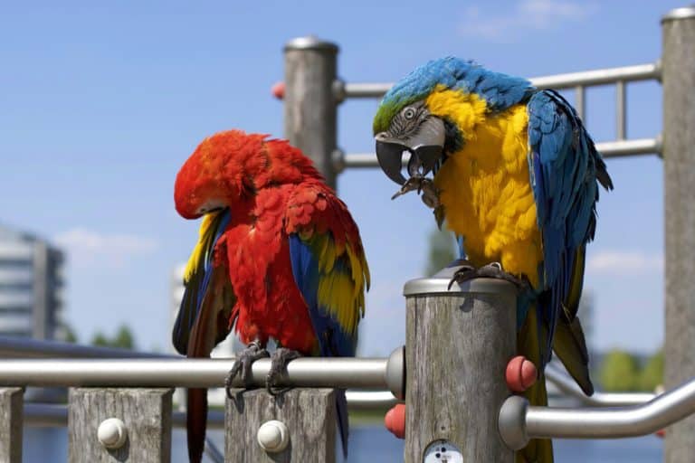 Symbolism of Parrots (7 Surprising Meanings)