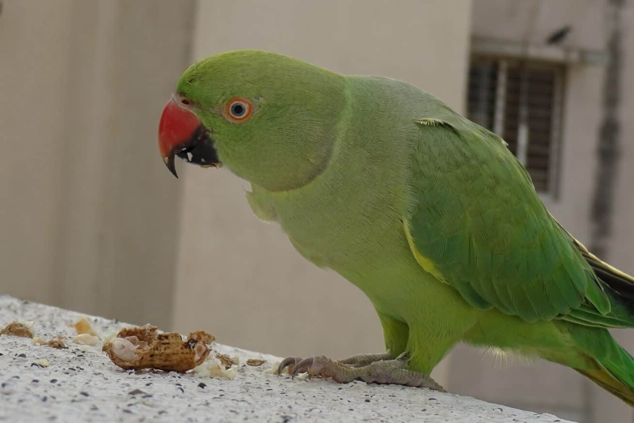 Symbolism of Parrots (7 Surprising Meanings)