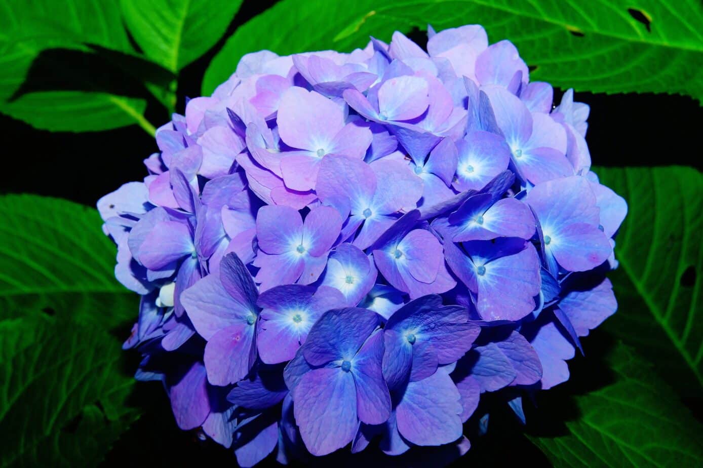 Purple Hydrangea Flower Meaning & Symbolism