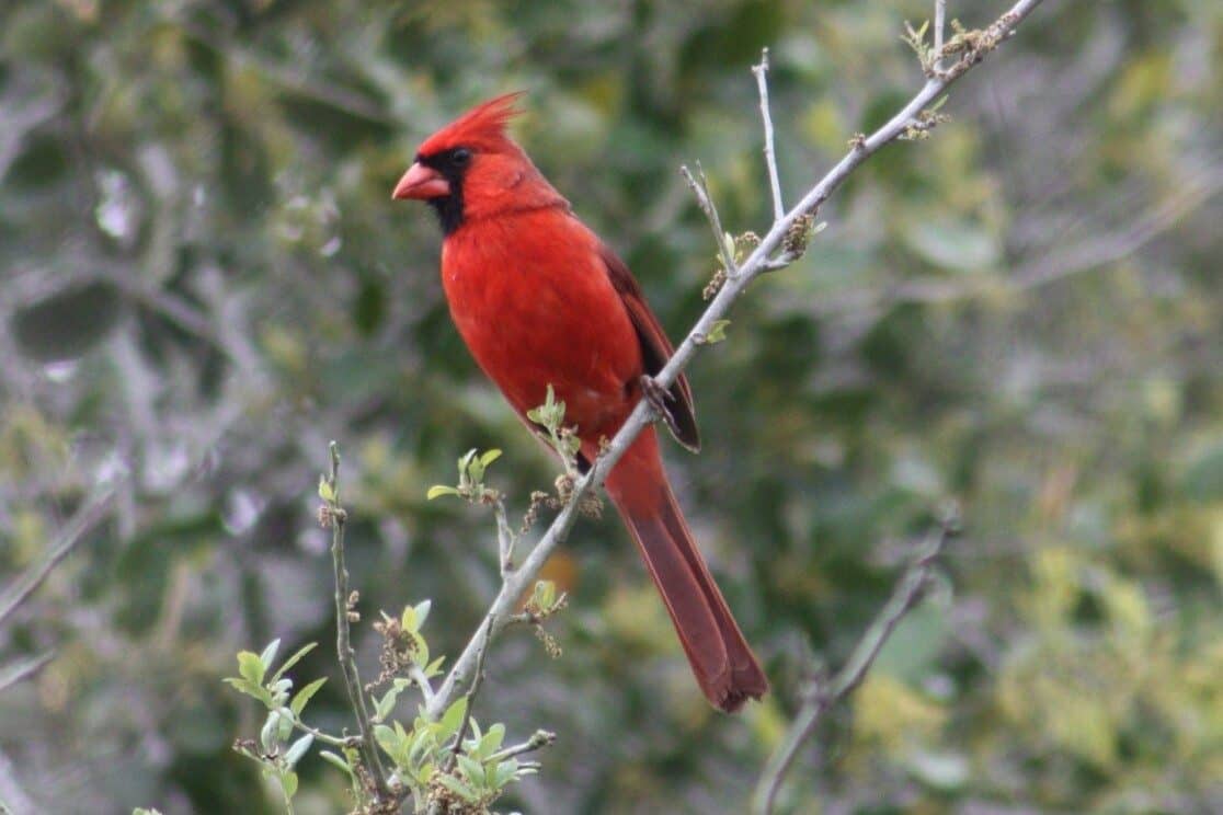 Red Bird Symbolism & Dream Meaning (Strength & Harmony)