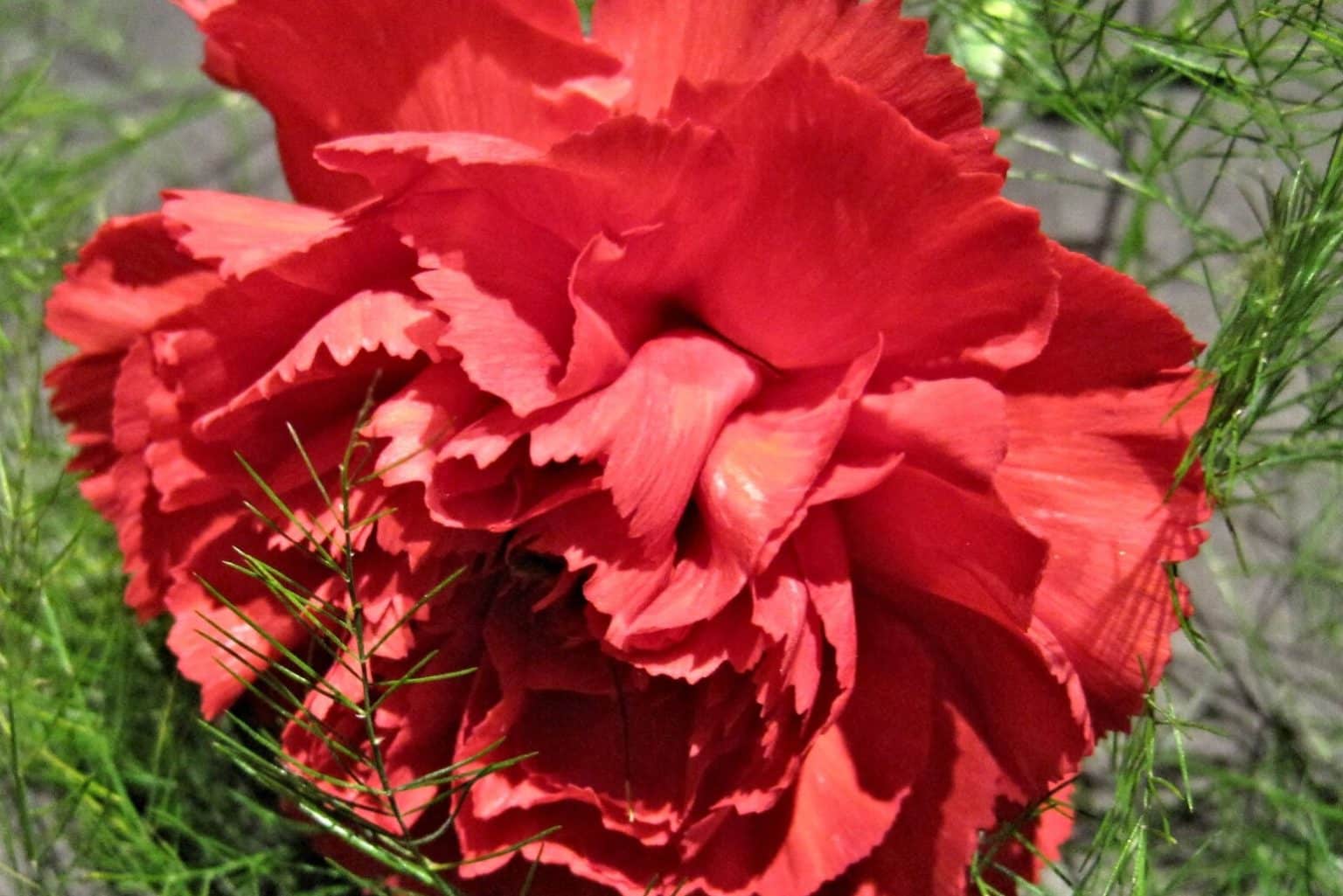 Red Carnation Flower Meaning & Symbolism