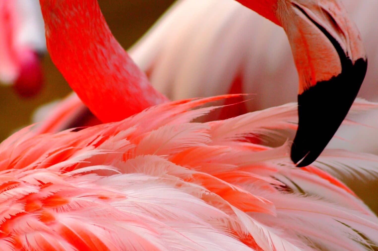 Red Feather Meaning and Symbolism (Happiness and Hope)