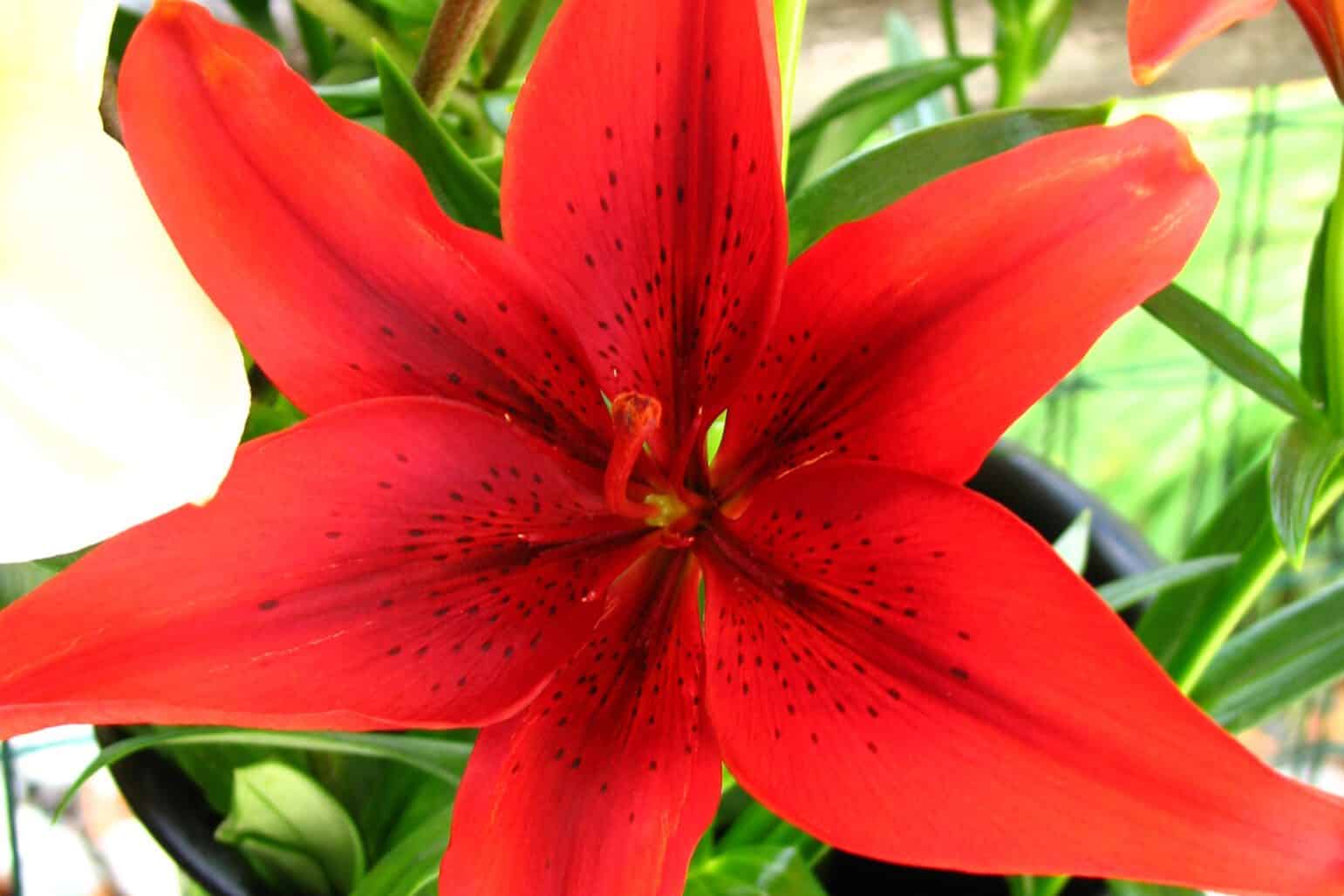 Red Lilies Meaning and Symbolism (Love & Passion)