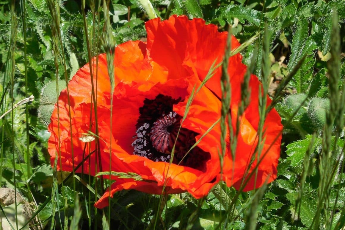 Red Poppy Meaning and Symbolism (Honor & Hope)