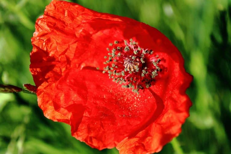 Red Poppy Meaning and Symbolism (Honor & Hope)