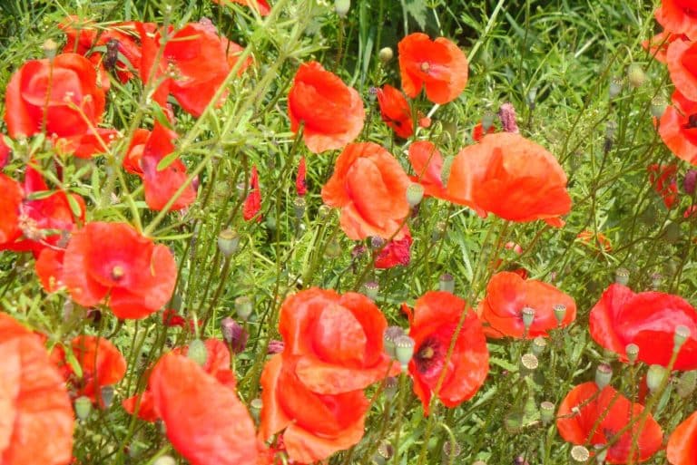 Red Poppy Meaning and Symbolism (Honor & Hope)