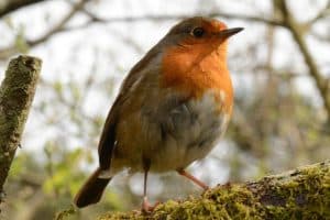 Red Robin Meaning & Symbolism (A Beacon of Hope & Renewal)