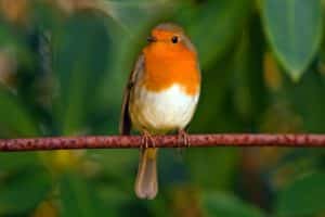 Red Robin Meaning & Symbolism (A Beacon of Hope & Renewal)