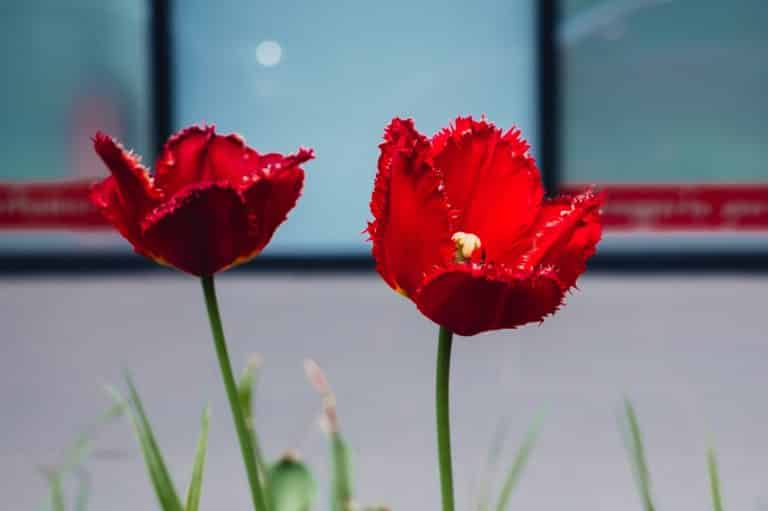 Red Tulip Meaning and Symbolism (Love & Wealth)