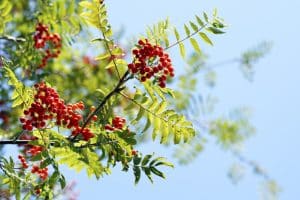 Rowan Tree Meaning and Symbolism (Protection & Freedom)