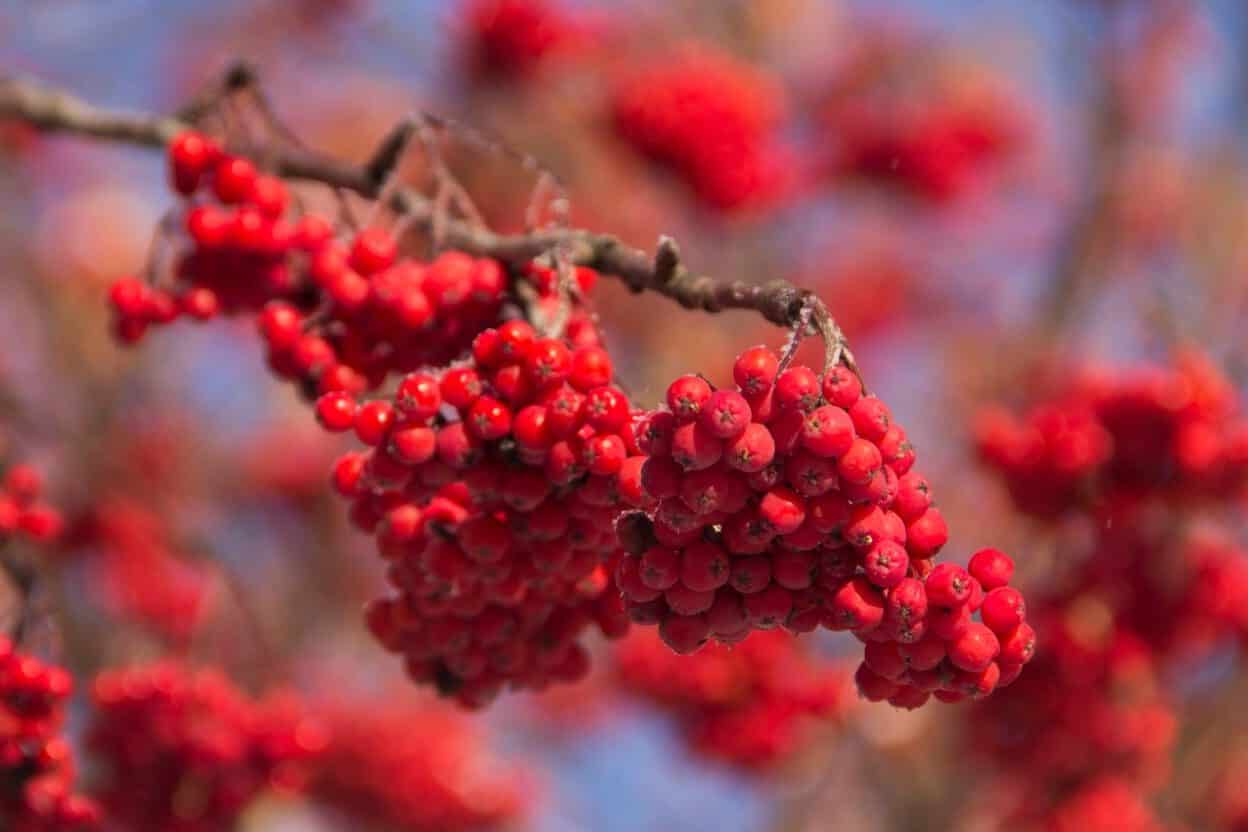 Rowan Tree Meaning and Symbolism (Protection & Freedom)