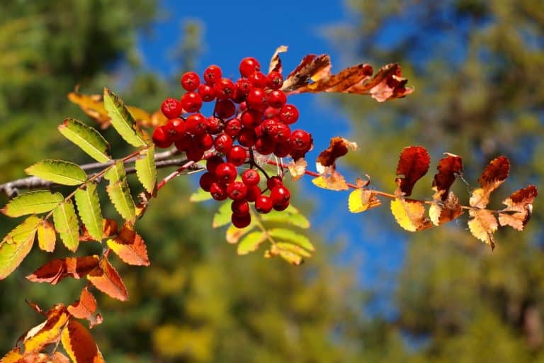Rowan Tree Meaning and Symbolism (Protection & Freedom)