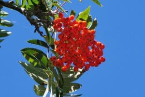 Rowan Tree Meaning and Symbolism (Protection & Freedom)