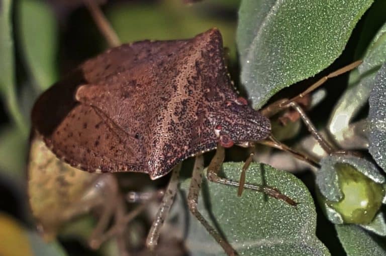 Stink Bug Symbolism & Spiritual Meaning
