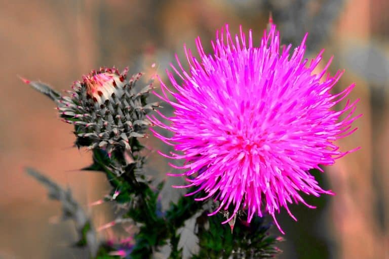 Thistle Meaning and Symbolism (Warning & Bravery)