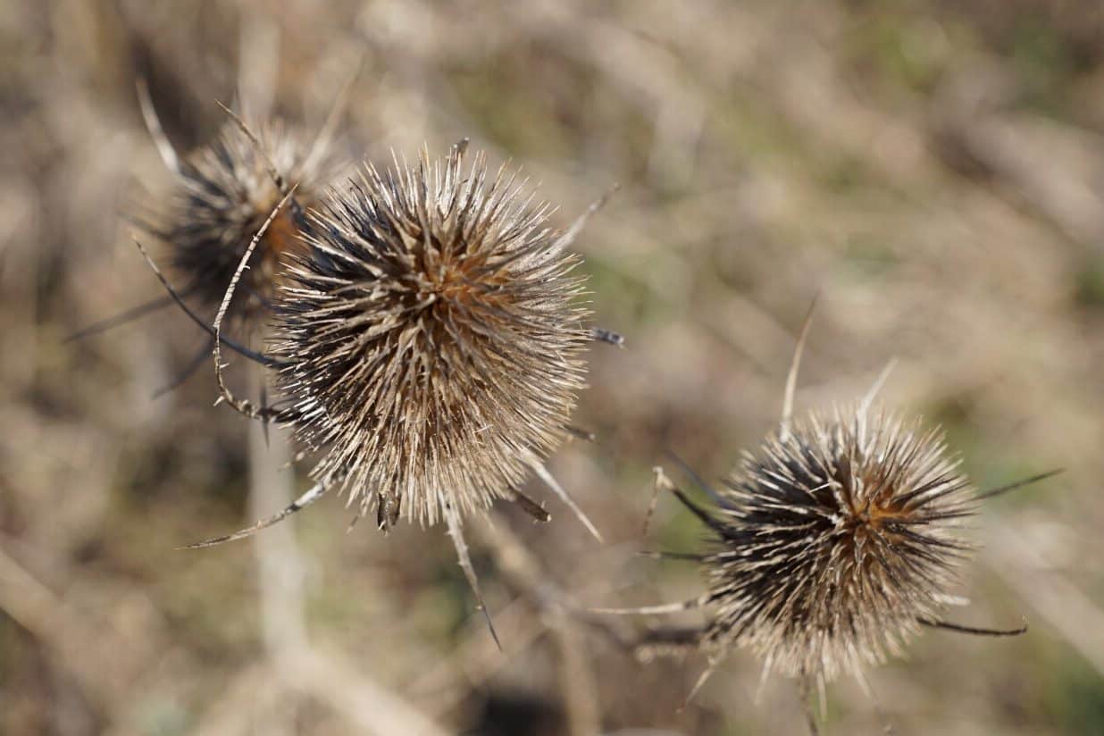 Thistle Meaning and Symbolism (Warning & Bravery)